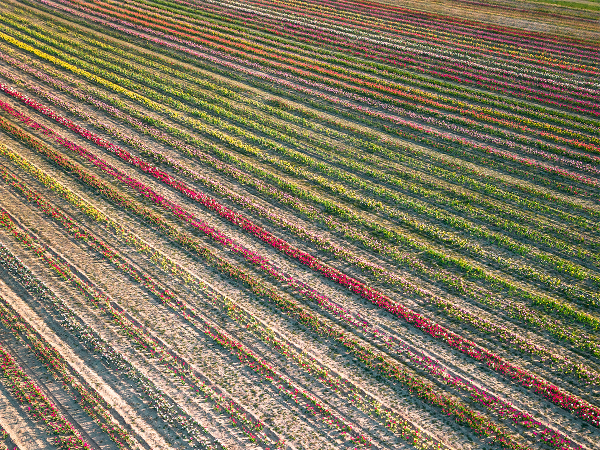 2026 NYC Day Trip Idea: Visit A U-Pick Tulip Farm! - niredonahue.com